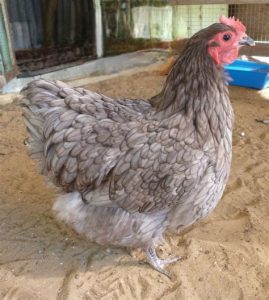 Blue Australorp | Hard Run Acres