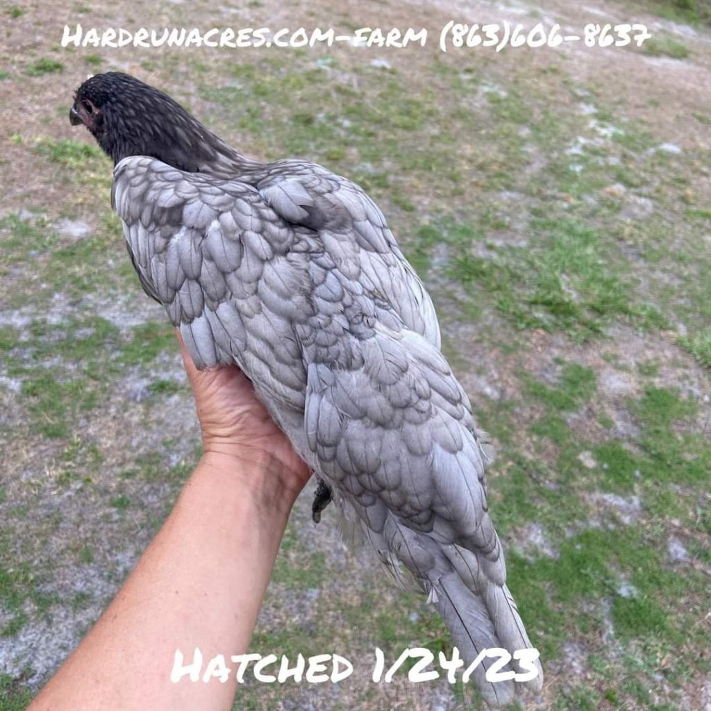 Blue Australorp Chicks | Hard Run Acres