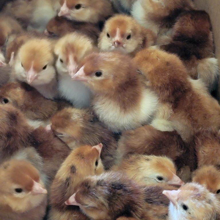 Rhode Island Red Chicks | Hard Run Acres
