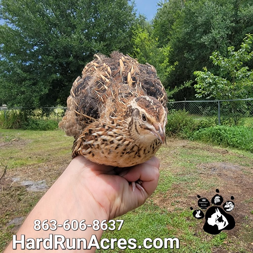 Jumbo Coturnix Quail | Hard Run Acres