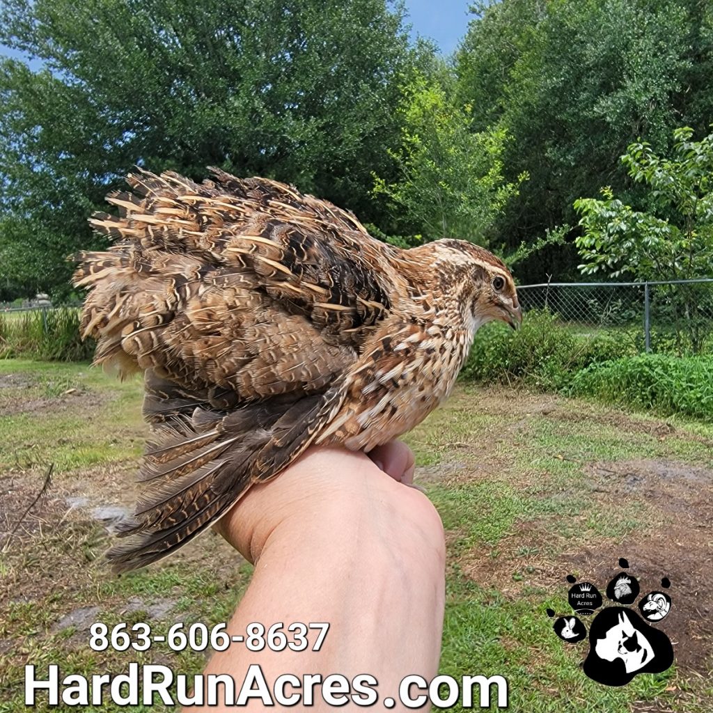Jumbo Coturnix Quail | Hard Run Acres