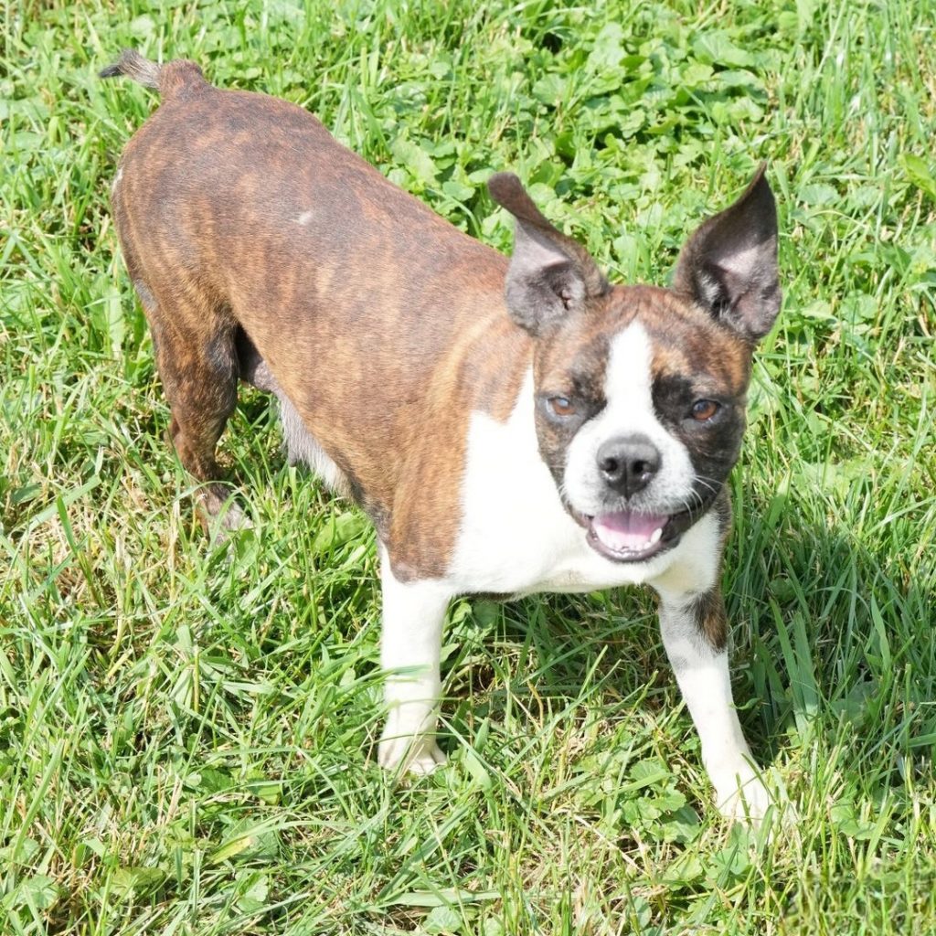 Jody the Boston | Hard Run Acres