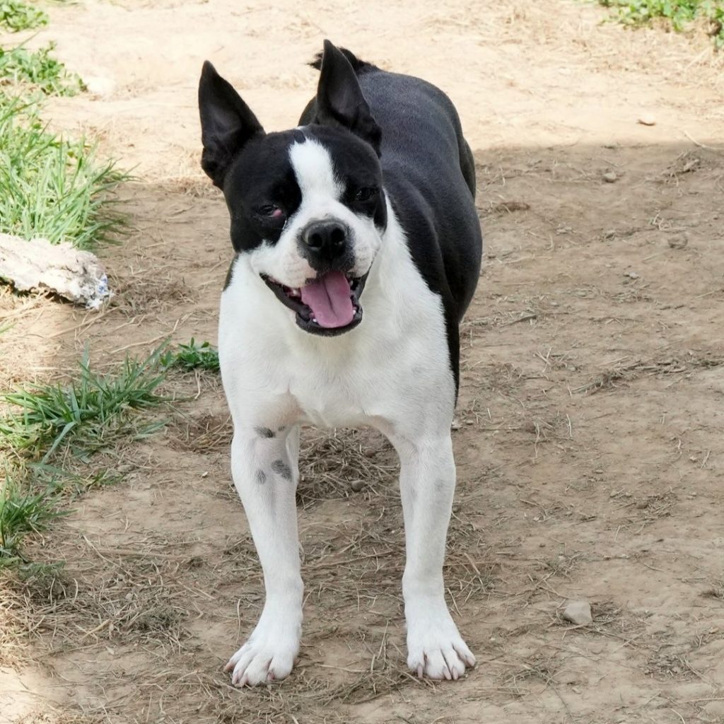 Jody the Boston | Hard Run Acres