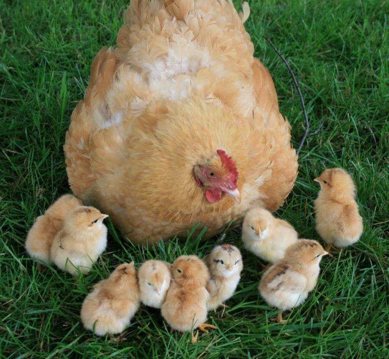 Buff Orpingtons | Hard Run Acres