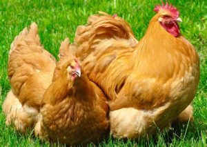 Buff Orpingtons – Hard Run Acres