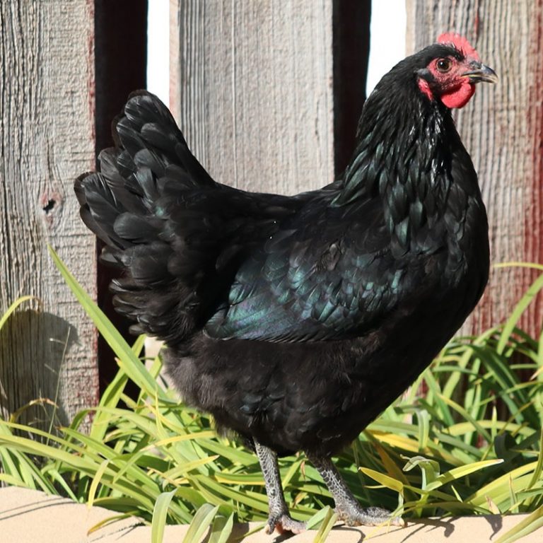 Black Australorp | Hard Run Acres