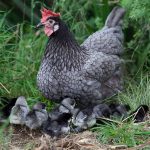 Blue Australorp Chicks | Hard Run Acres