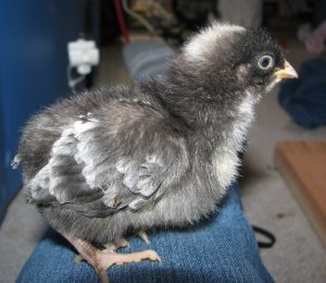 Cuckoo Maran | Hard Run Acres