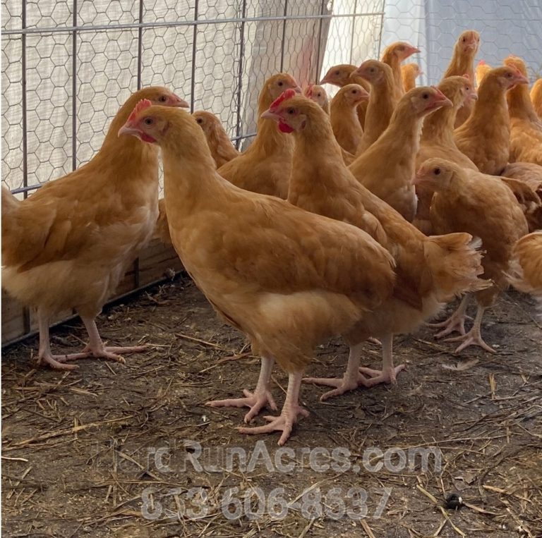 Buff Orpingtons | Hard Run Acres