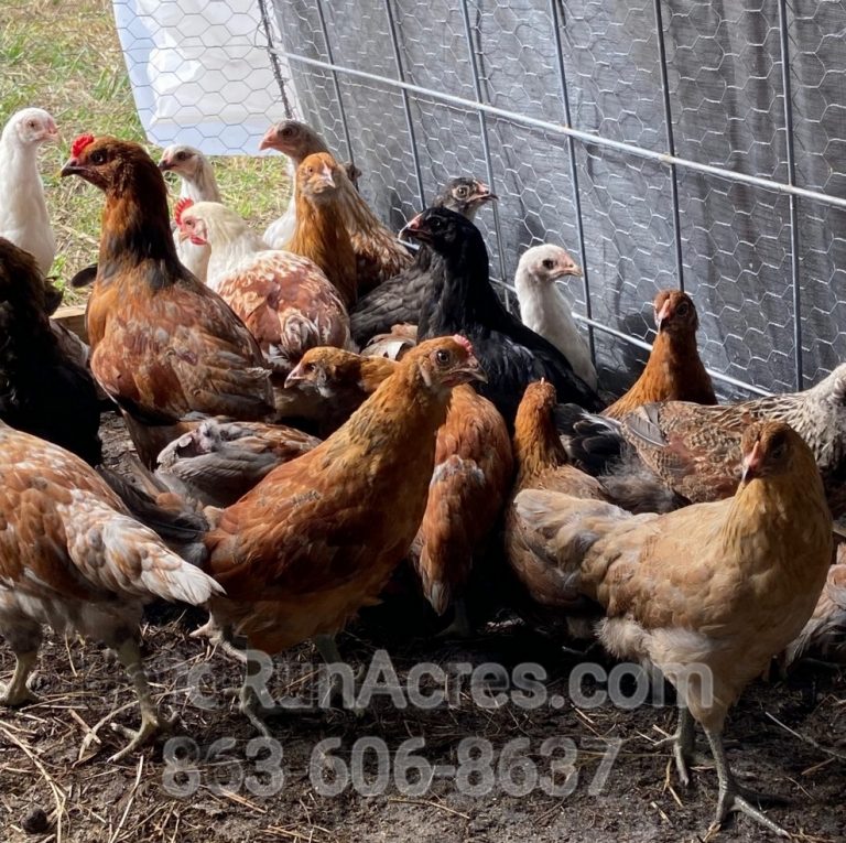 Easter Egger Hens | Hard Run Acres