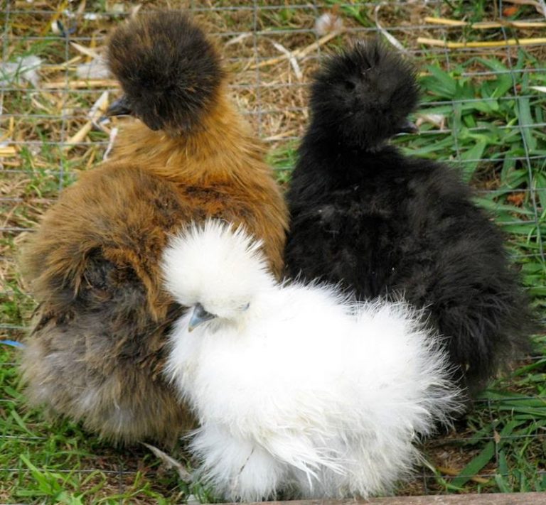 Silkies Chicks | Hard Run Acres