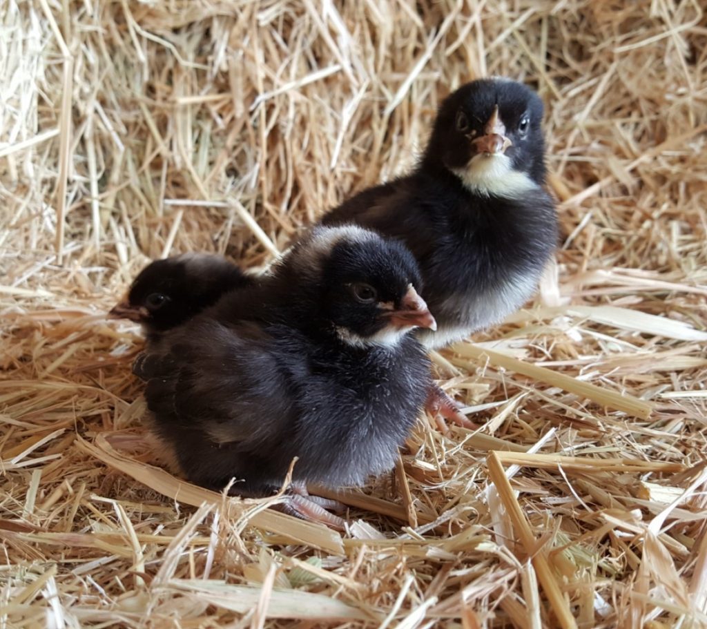Barred Rock Chicks | Hard Run Acres
