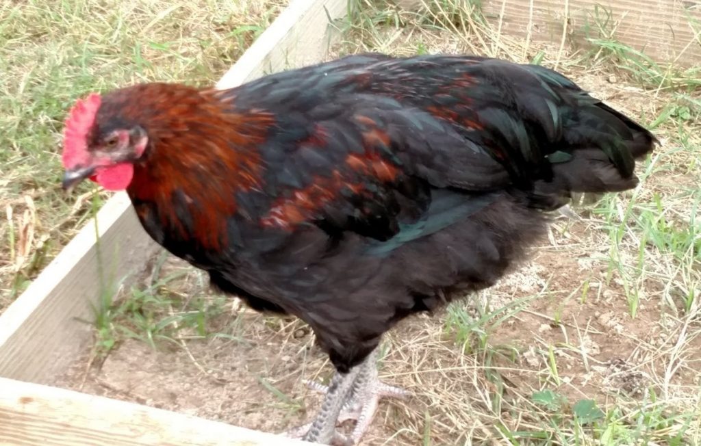 French Black Copper Marans | Hard Run Acres