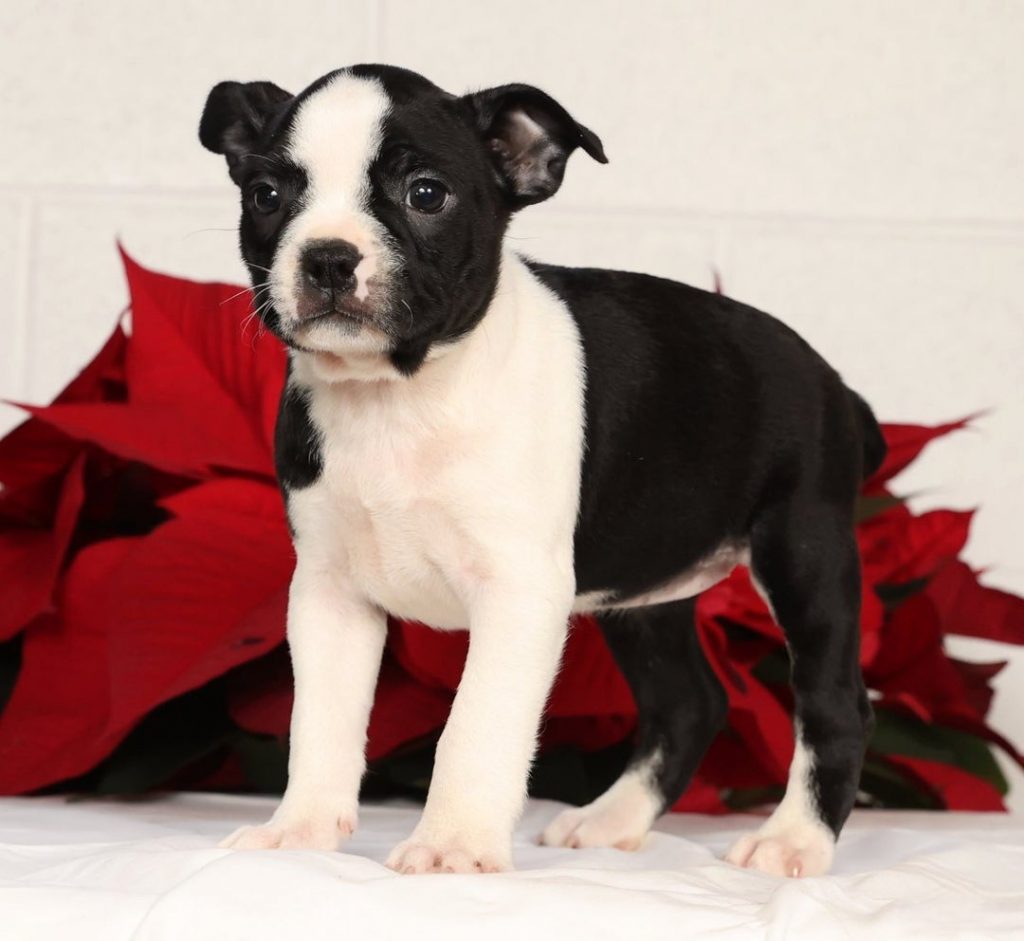 Kathy the Boston | Hard Run Acres