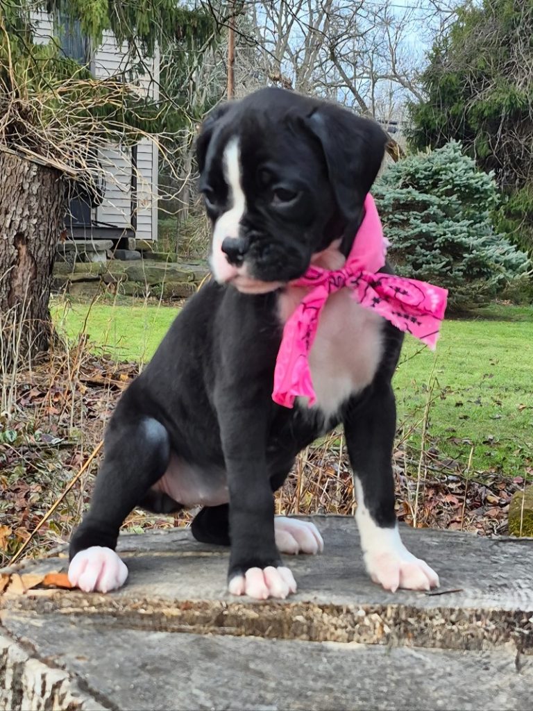 Sissy the Boxer | Hard Run Acres