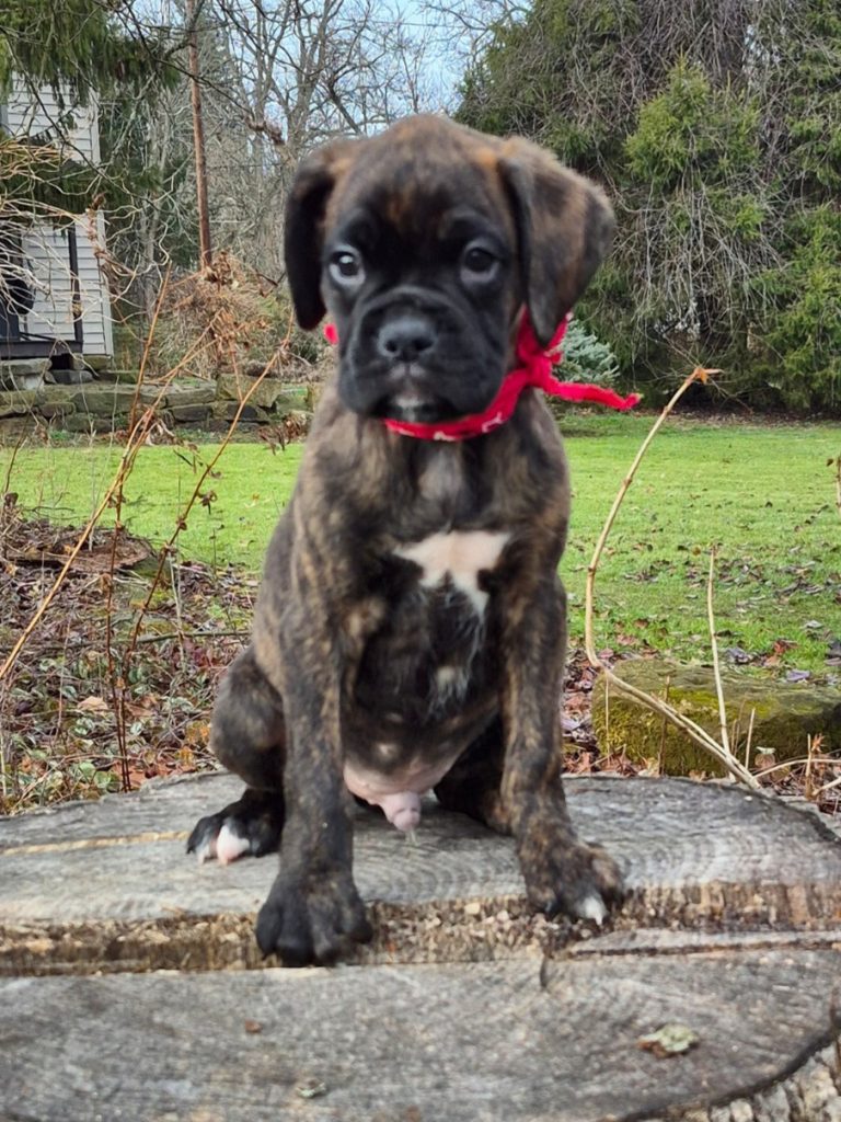 Bear the Boxer | Hard Run Acres
