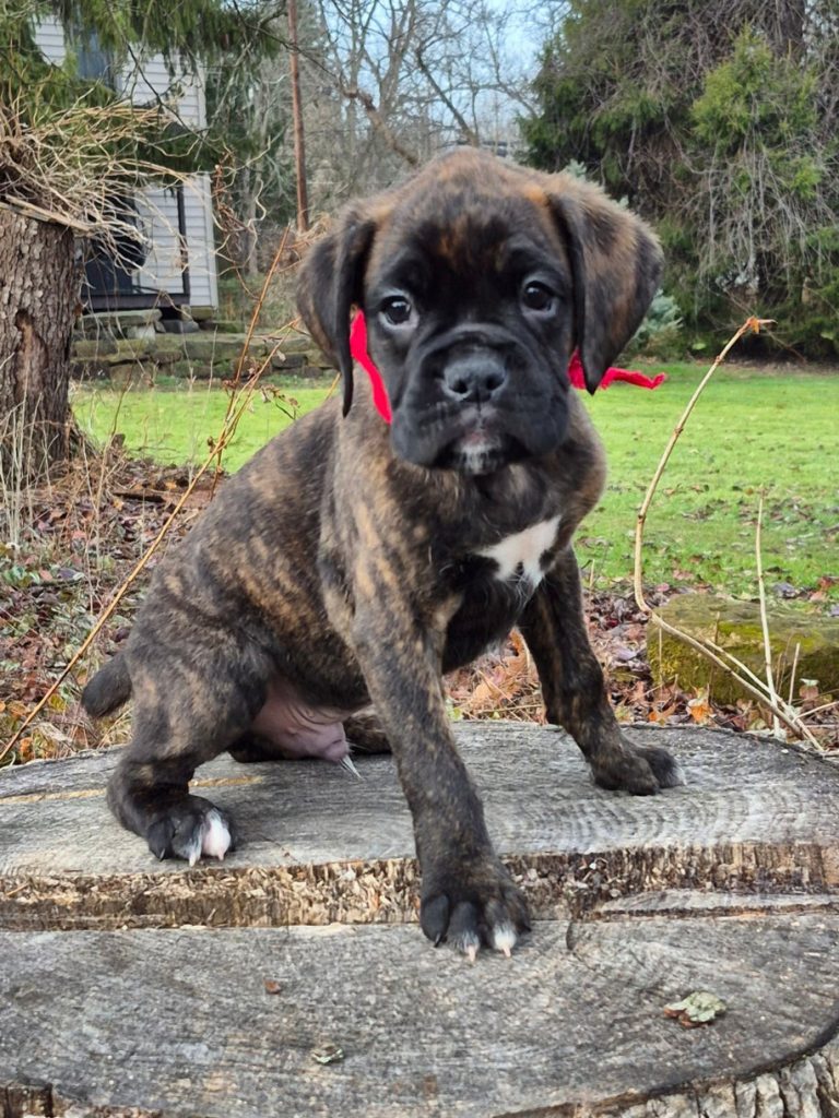 Bear the Boxer | Hard Run Acres