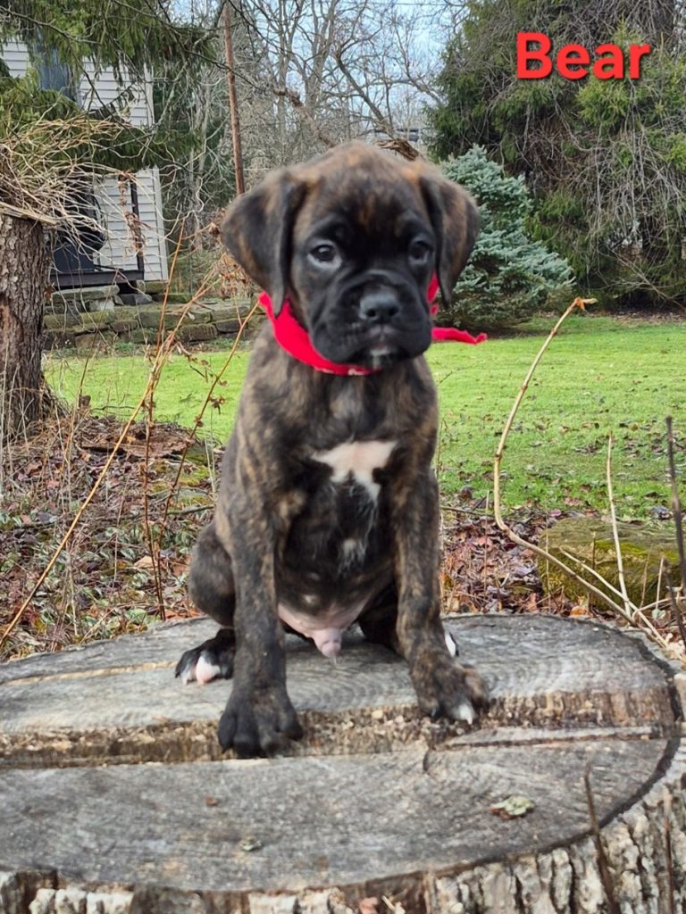 Bear the Boxer | Hard Run Acres