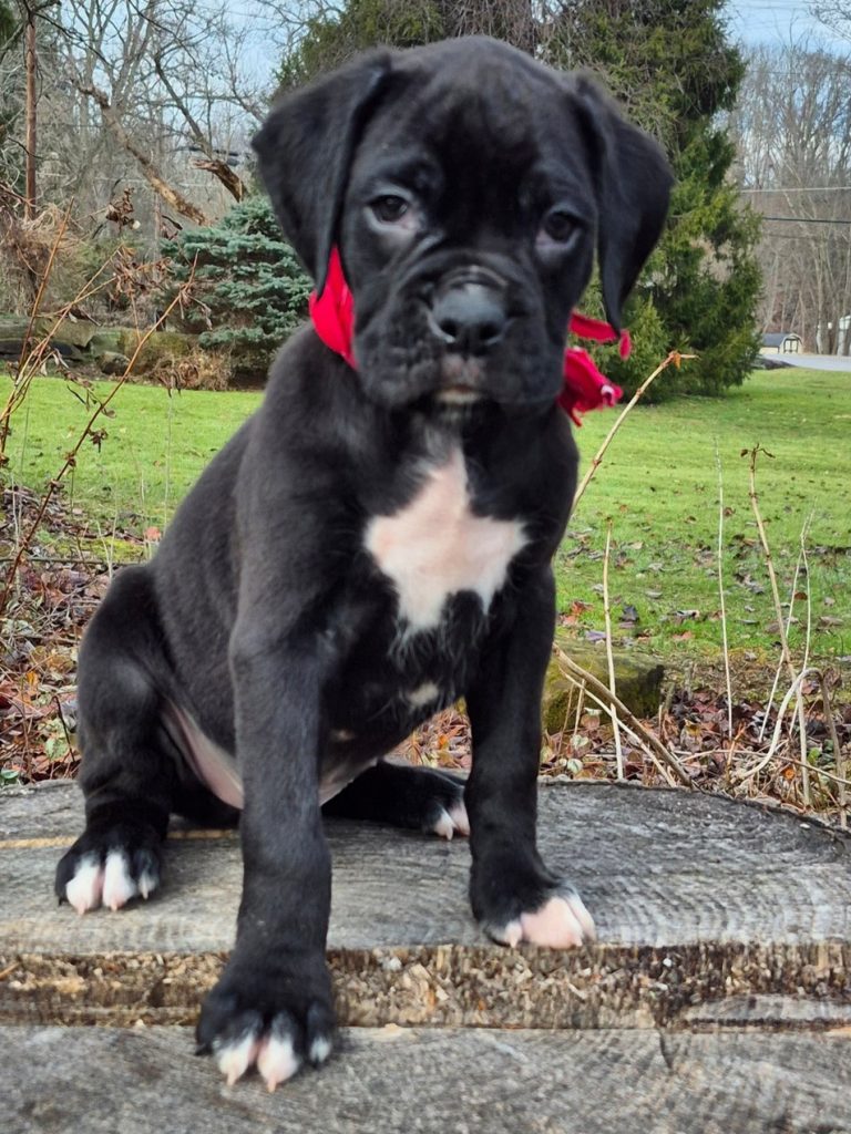 Tank the Boxer | Hard Run Acres