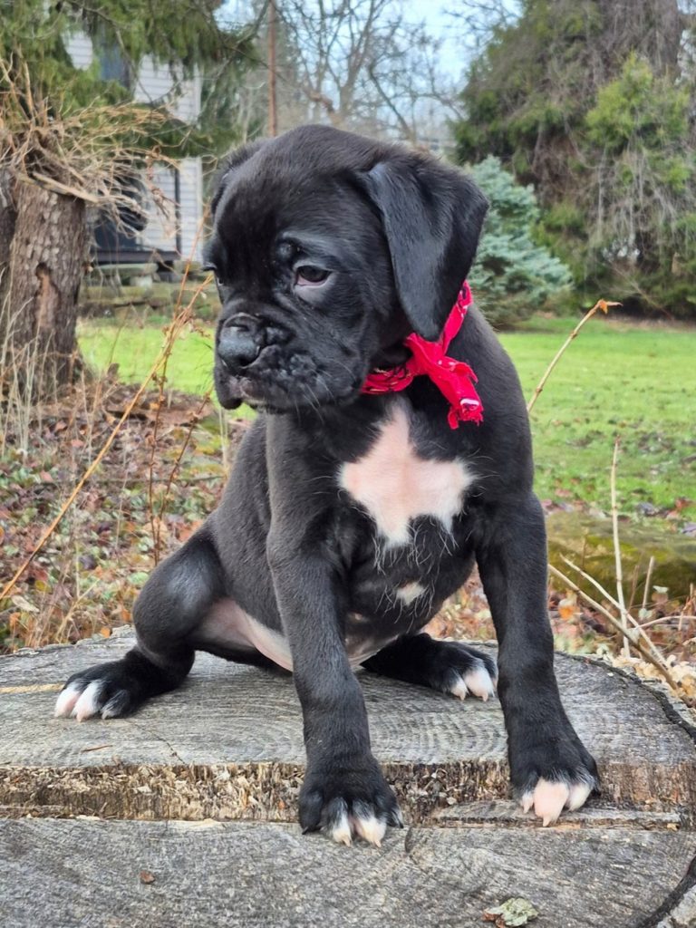 Tank the Boxer | Hard Run Acres