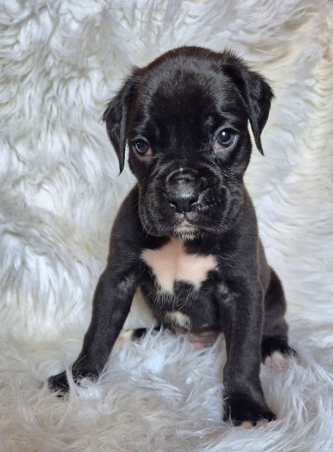 Tank the Boxer | Hard Run Acres