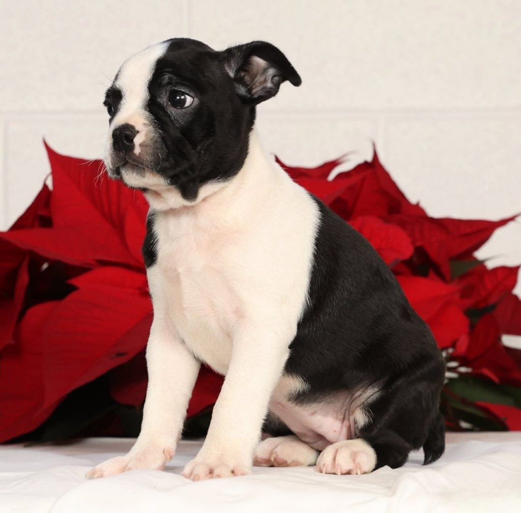Kathy the Boston | Hard Run Acres