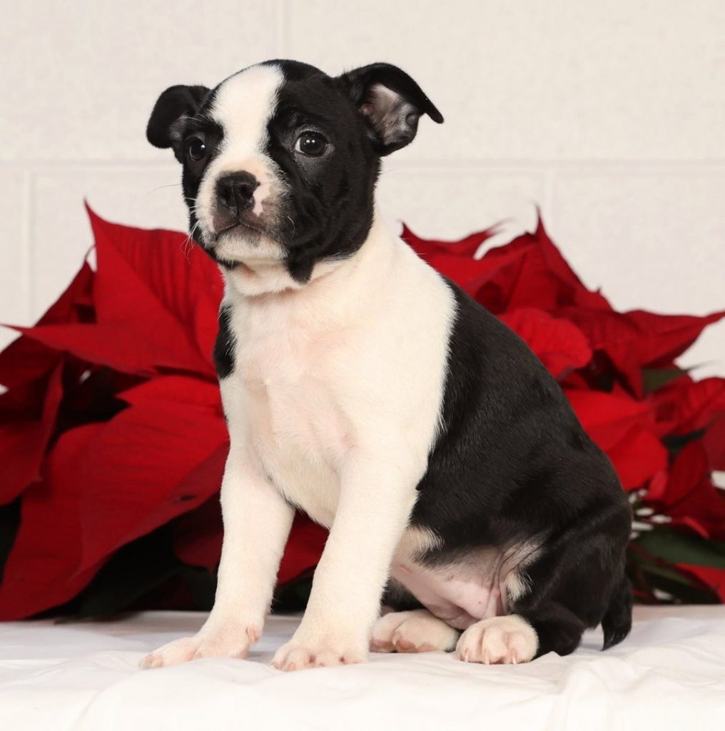 Kathy the Boston | Hard Run Acres