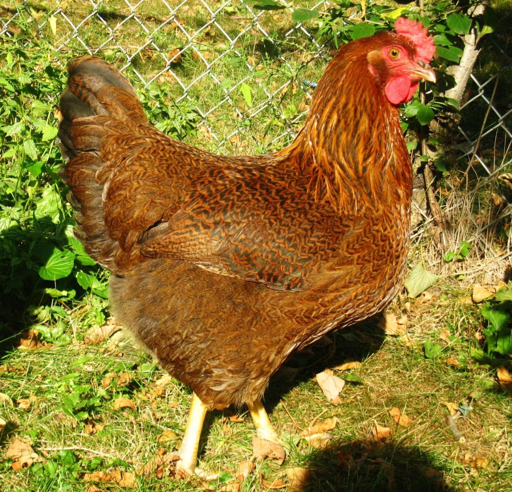 Partridge Plymouth Rock | Hard Run Acres