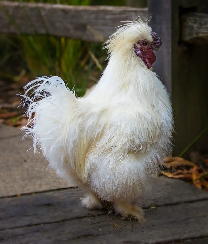 Roosters | Hard Run Acres