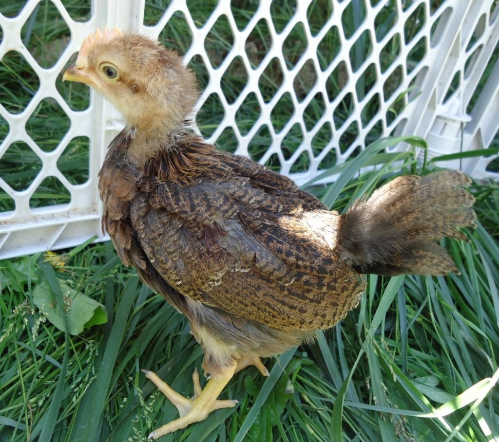 Welsummer | Hard Run Acres