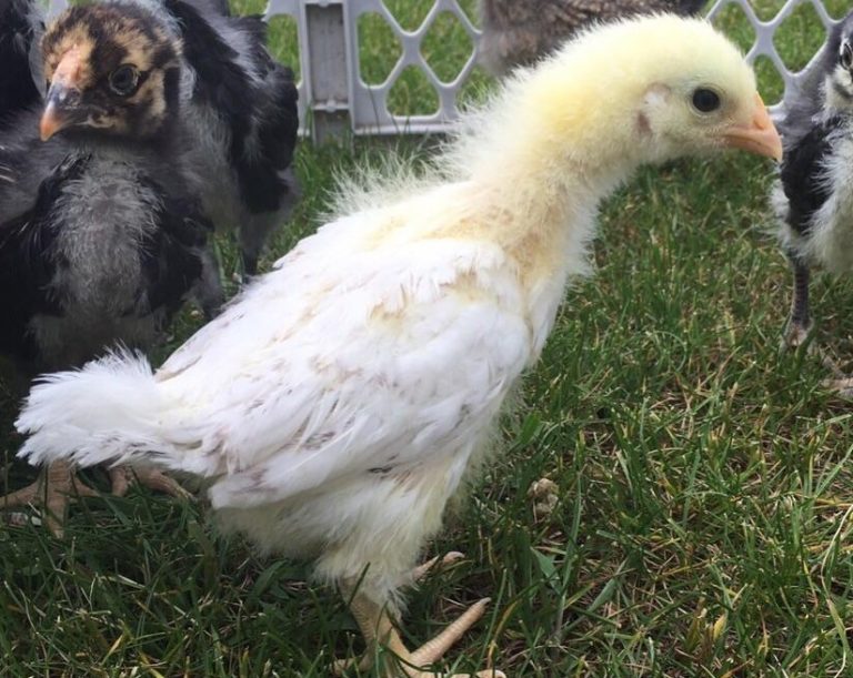 White Plymouth Rock Chicks | Hard Run Acres